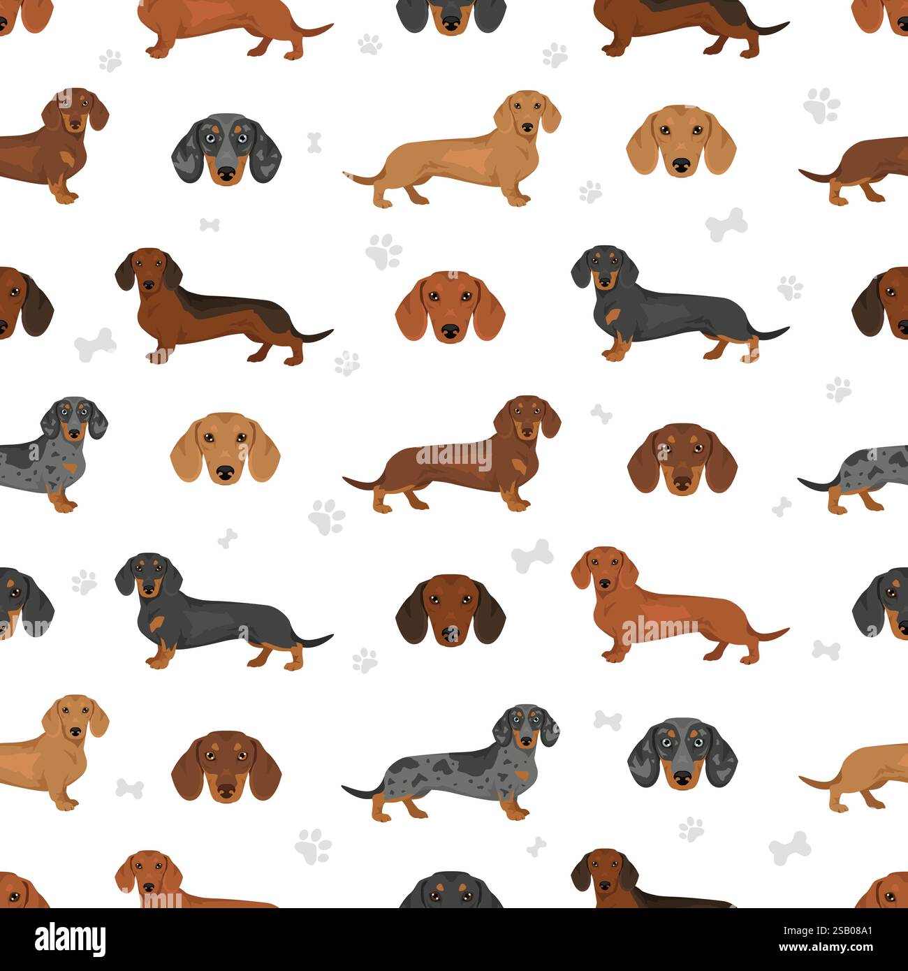 Dachshund short haired dog seamless pattern. Different coat colors set ...