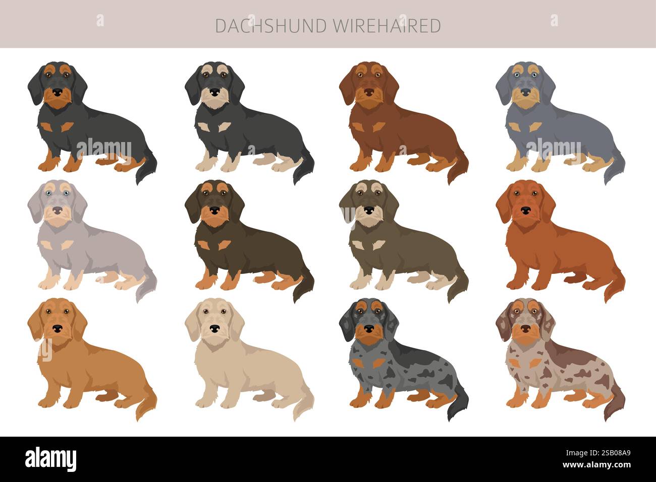 Dachshund wire haired dog clipart. Different coat colors set. Vector ...