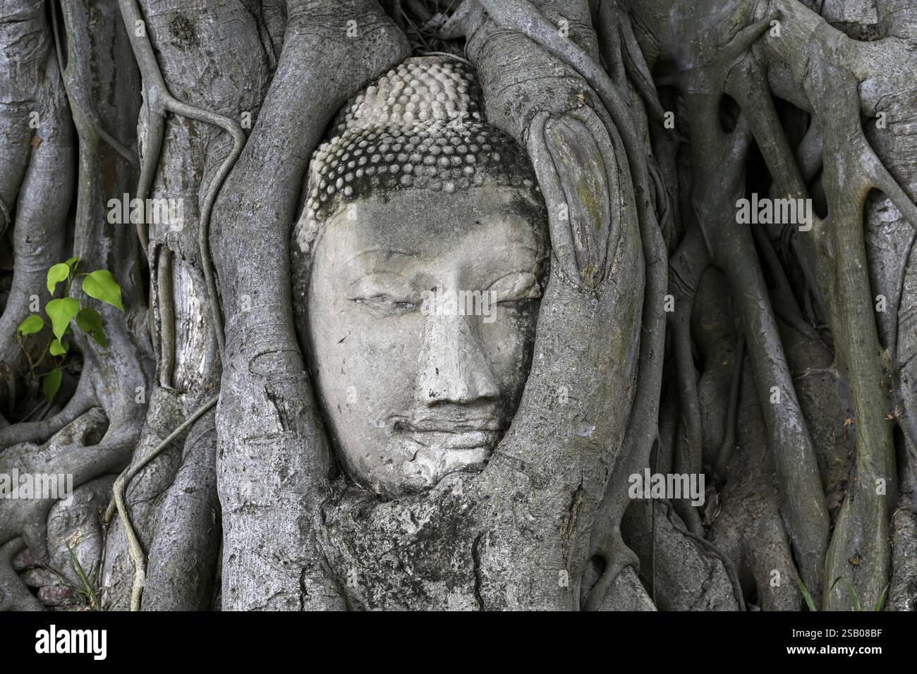 Sandstone Buddha head at the foot of a Bodhi tree in Wat Mahathat ...