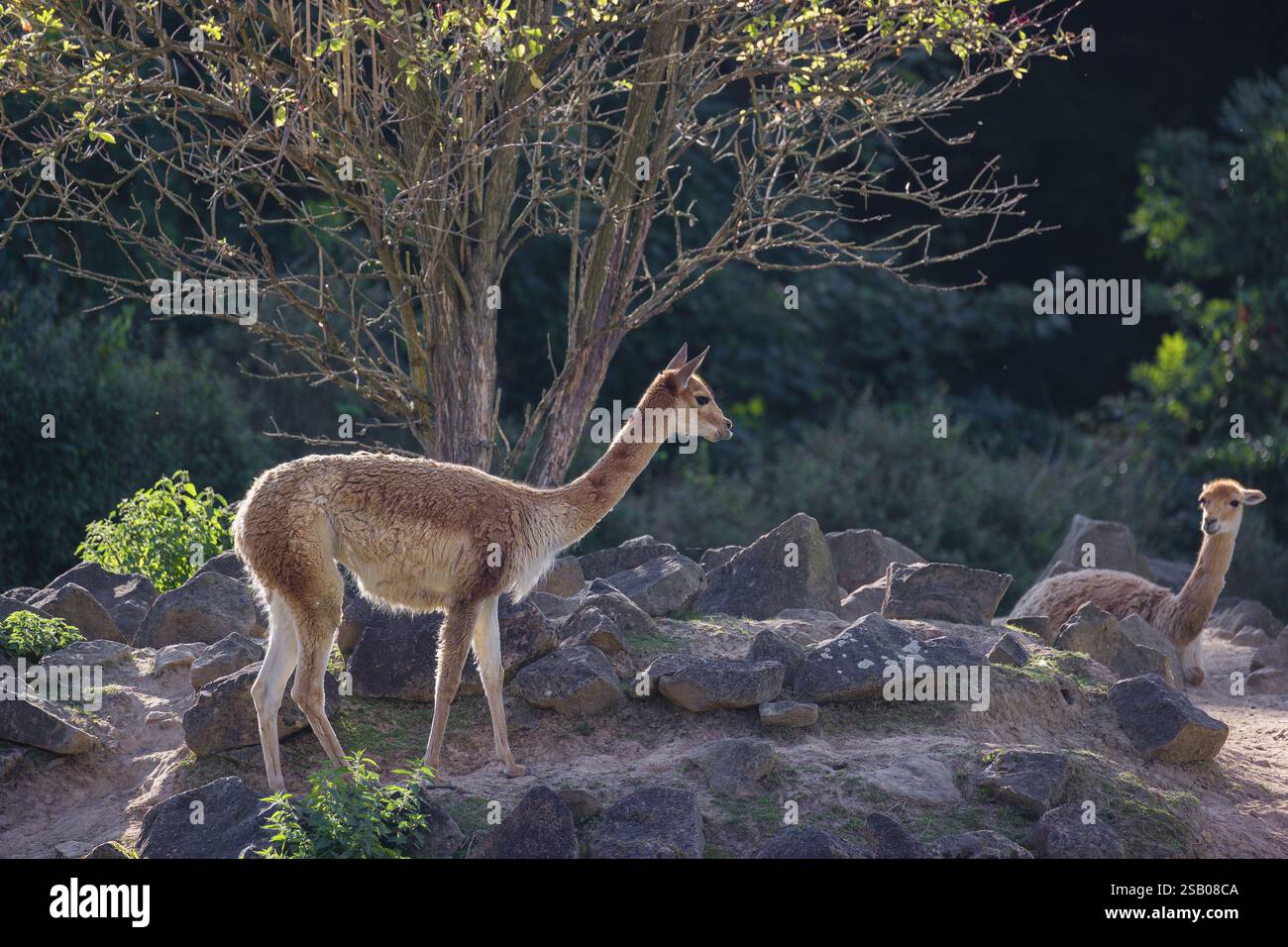 Two vicunas (Lama vicugna) stand on rocky terrain under a tree in a ...