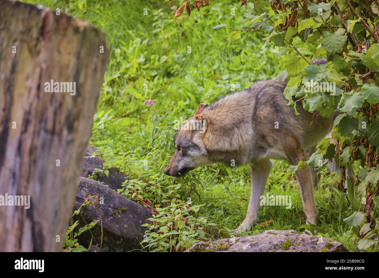 A eurasian gray wolf (Canis lupus lupus) stands on hilly terrain ...