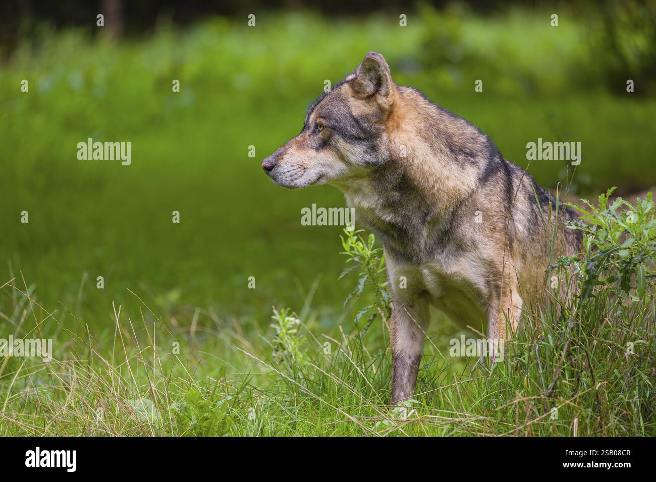 An adult male eurasian gray wolf (Canis lupus lupus) stands at the edge ...