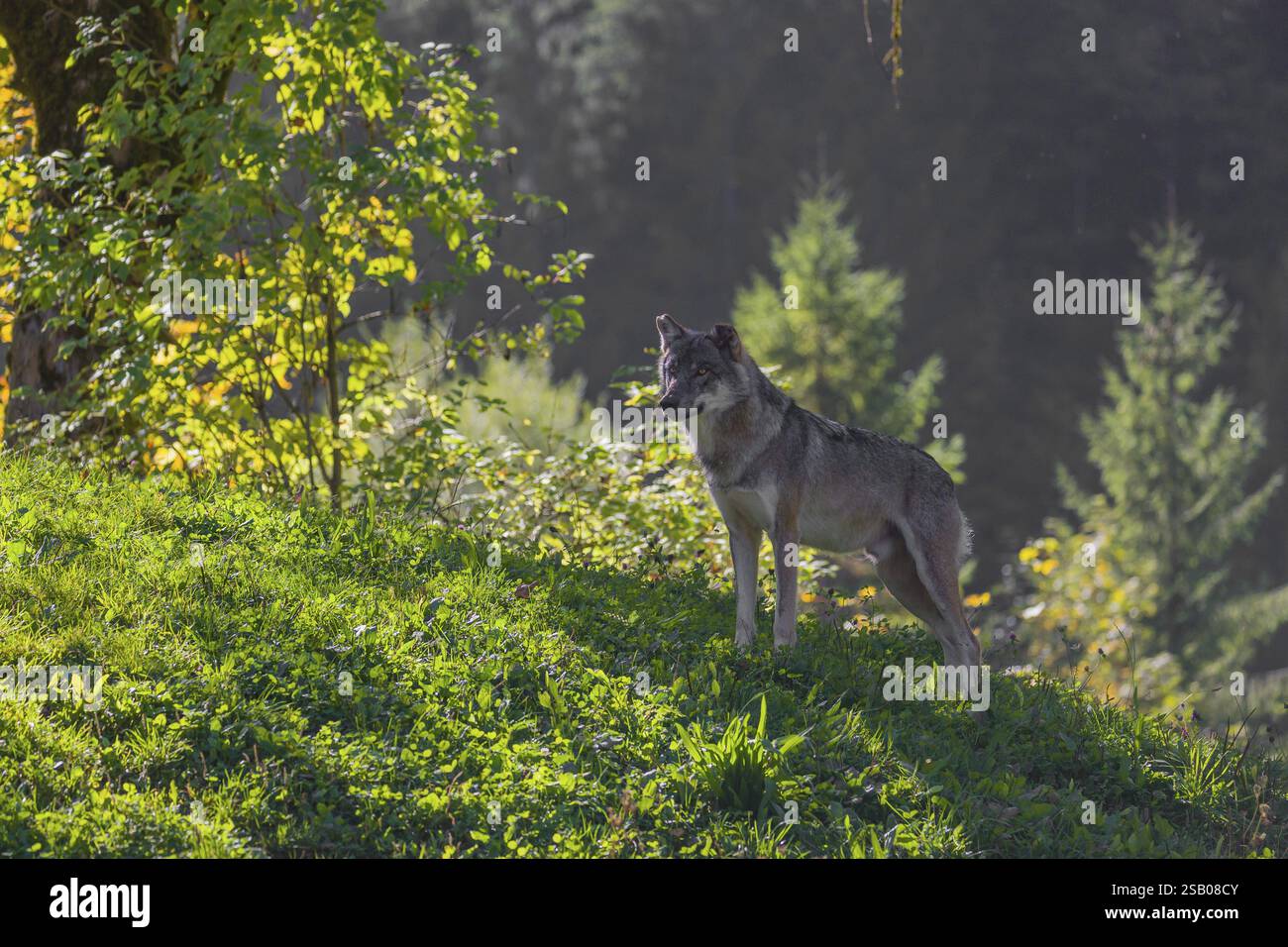 A eurasian gray wolf (Canis lupus lupus) stands on a forest edge in ...