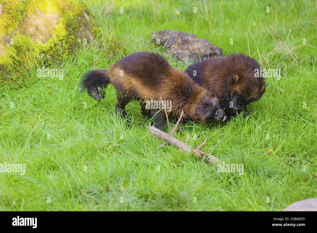 Two wolverine (Gulo gulo) play with each other on a green meadow Stock ...