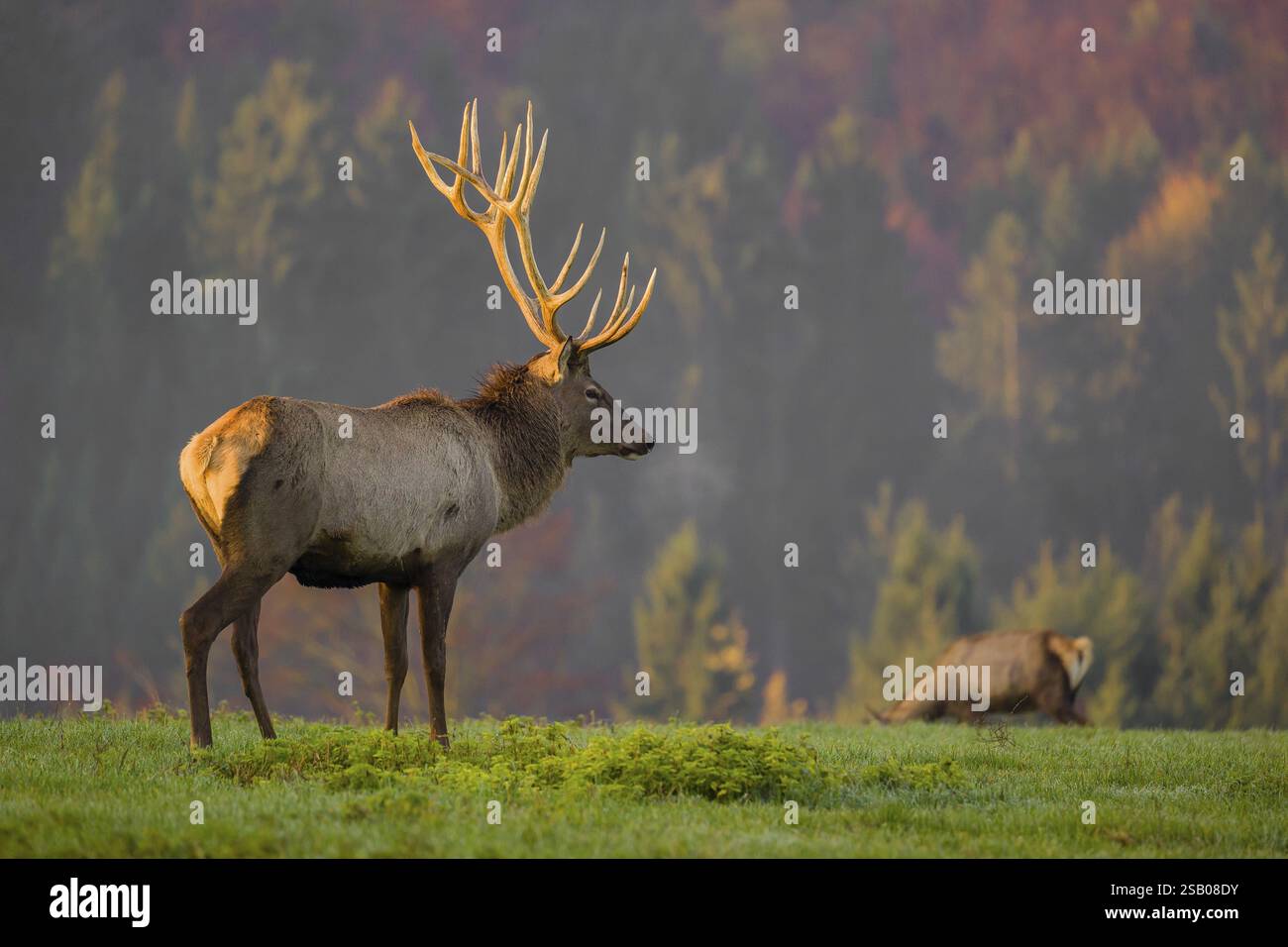 An Altai maral stag, Altai wapiti or Altai elk (Cervus canadensis ...