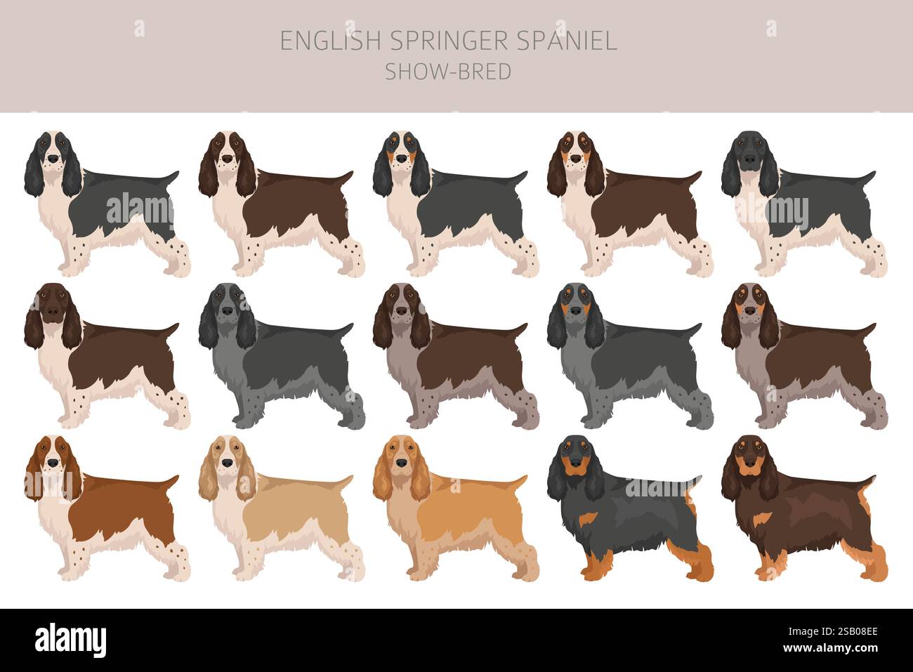 English springer spaniel show-bred clipart. Different poses, coat ...