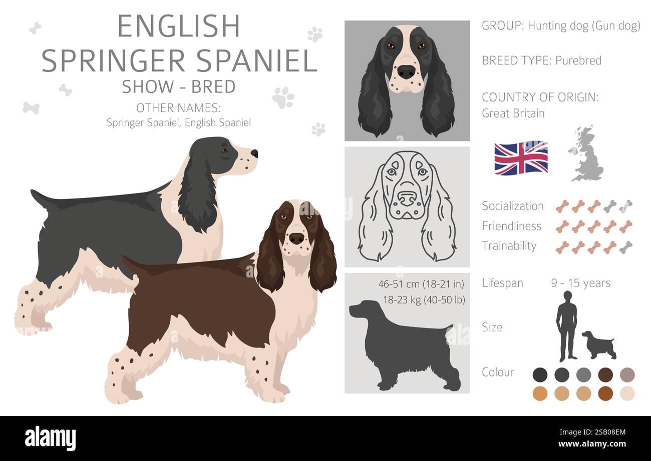 English springer spaniel clipart. Different poses, coat colors set ...