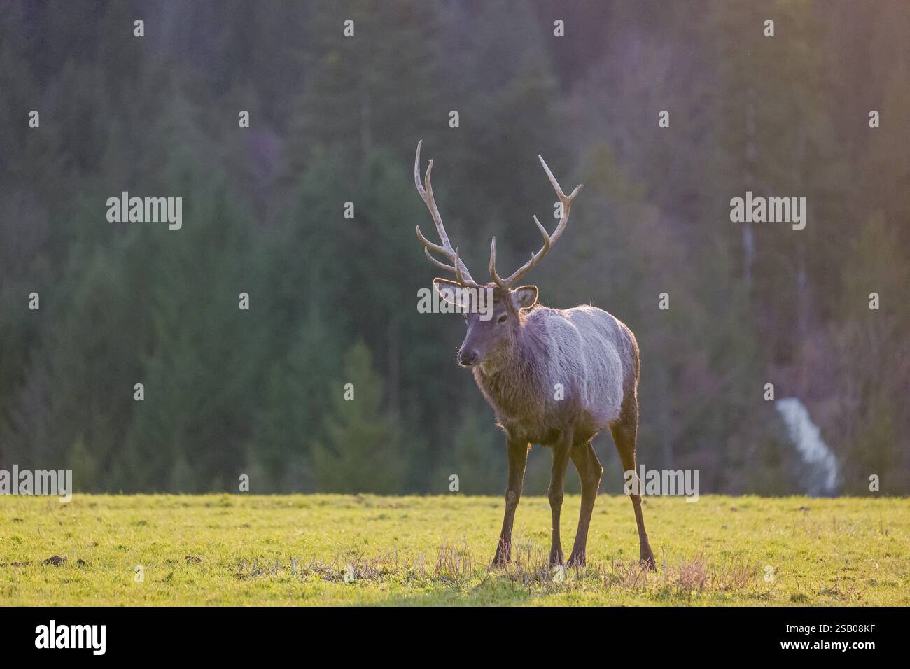 An Altai maral stag and two hind Altai wapiti or Altai elk (Cervus ...