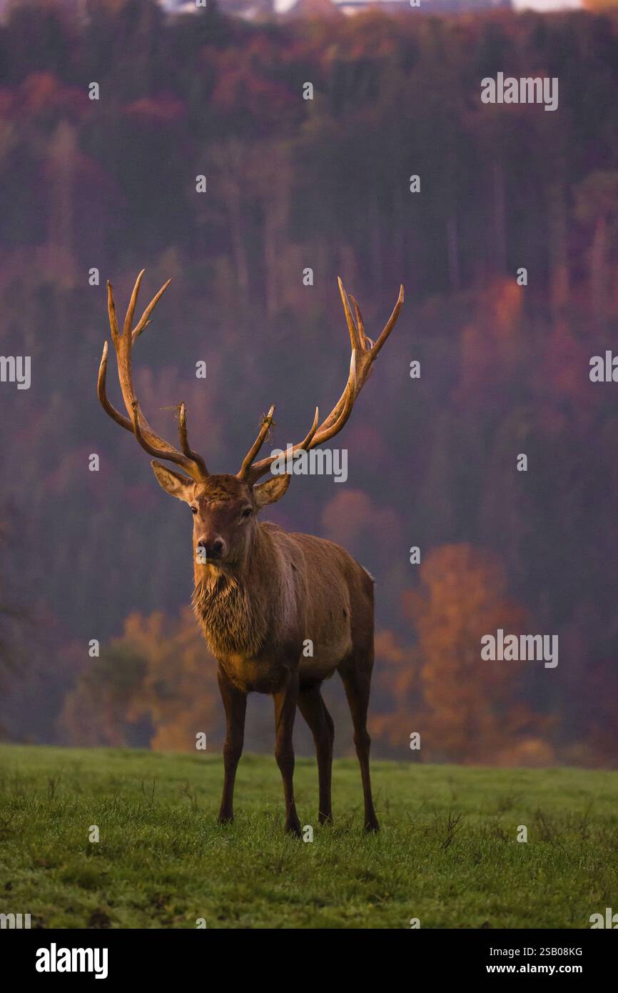 An Altai maral stag, Altai wapiti or Altai elk (Cervus canadensis ...