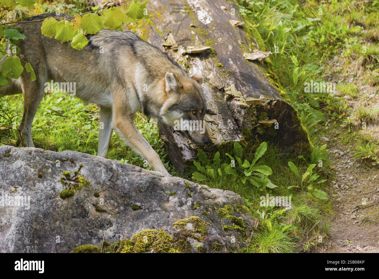 A Eurasian gray wolf (Canis lupus lupus) runs down a hill between a ...