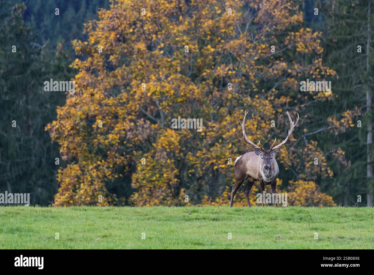 Cervus canadensis sibiricu hi-res stock photography and images - Alamy