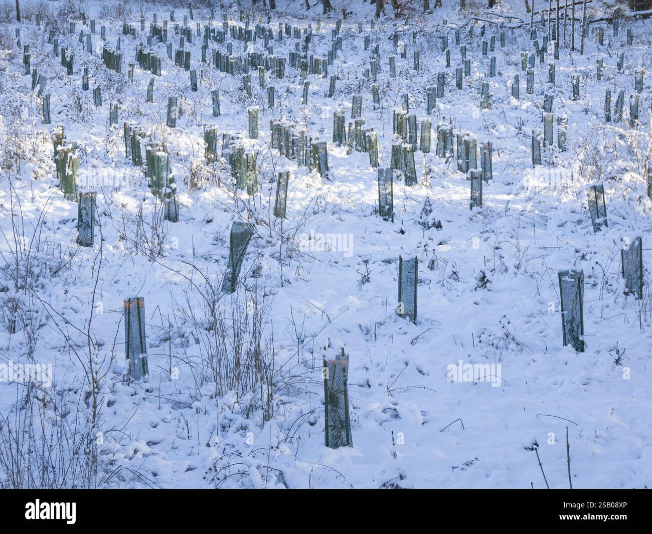 Tree protection guards, to avoid deer damage, in a plantation of young ...