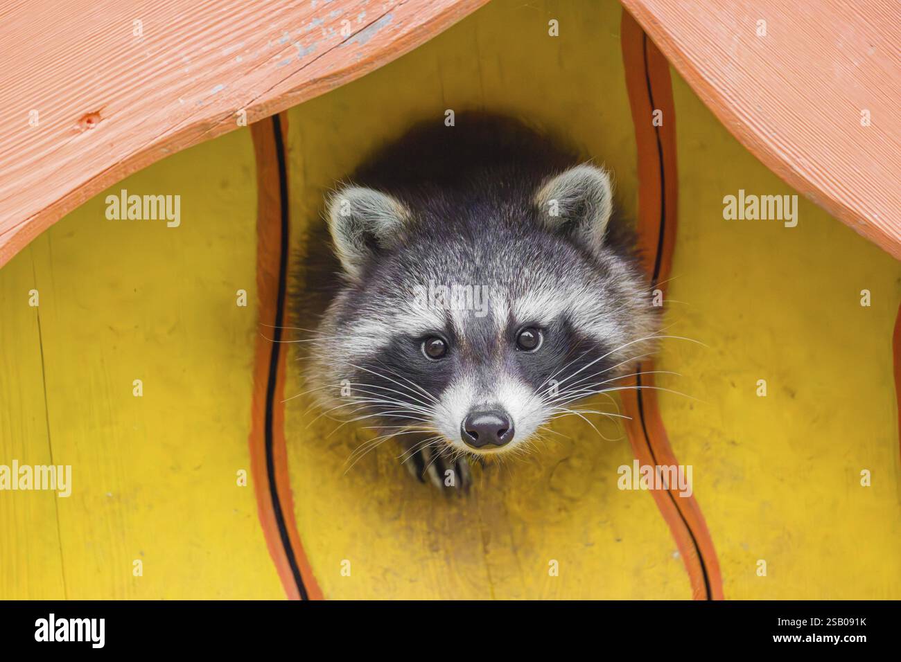 A raccoon, Procyon lotor, is looking out of a yellow house, his home in ...