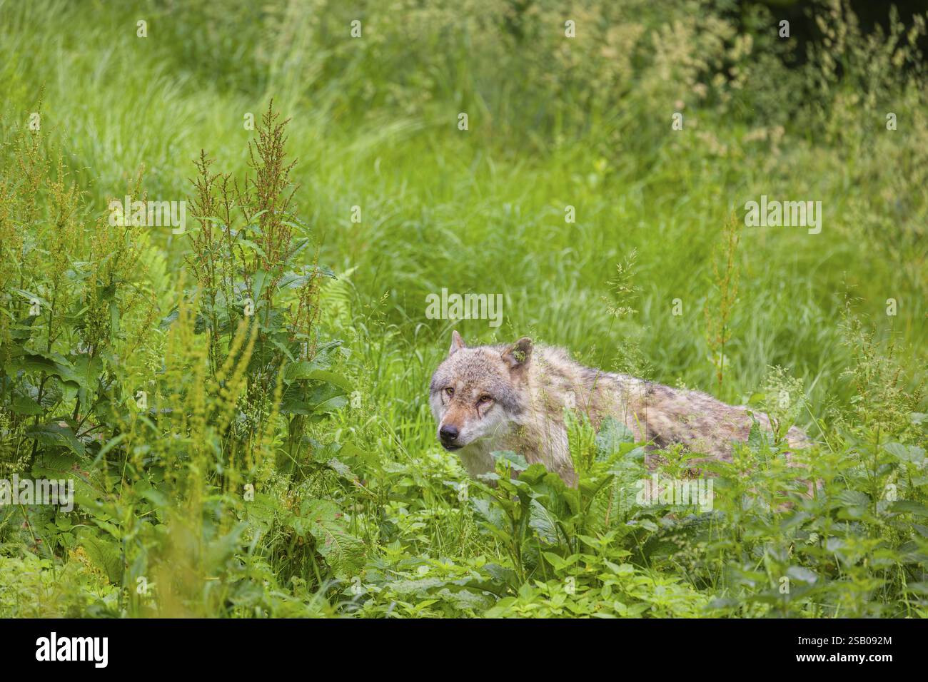 A submissive eurasian gray wolf (Canis lupus lupus) anxiously watches ...