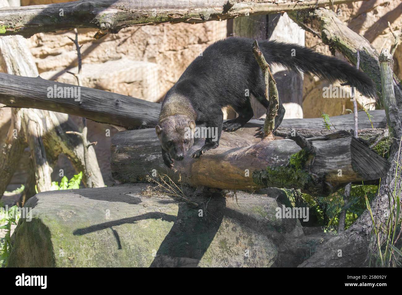 A Tayra (Eira barbara) runs on branches of a fallen tree Stock Photo ...