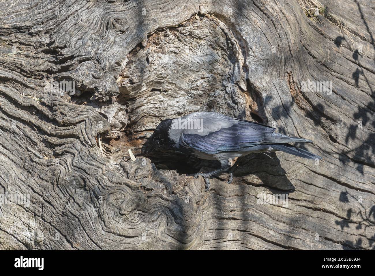 One hooded crow (Corvus cornix), picking for food in the bark of a tree ...