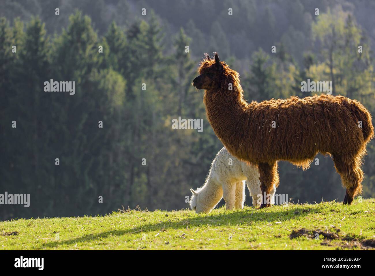 A brown female Alpaca (Vicugna pacos) and its white young stand on a ...