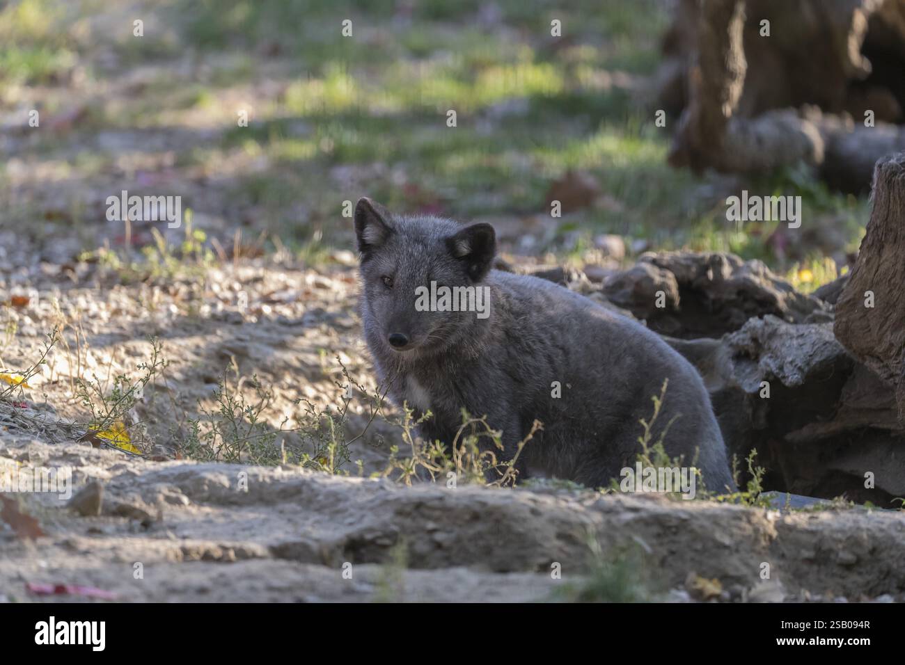One arctic fox (Vulpes lagopus), (white fox, polar fox, or snow fox ...