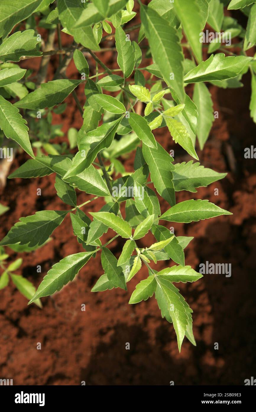 Ayurvedic medicinal plant, Scientific name vitex negundo, English name ...