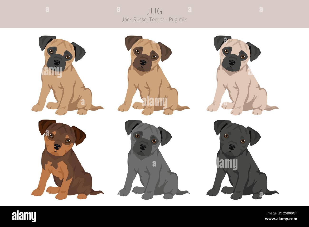 Jug clipart. Jack Russel Terrier - Pug mix. Different coat colors set ...