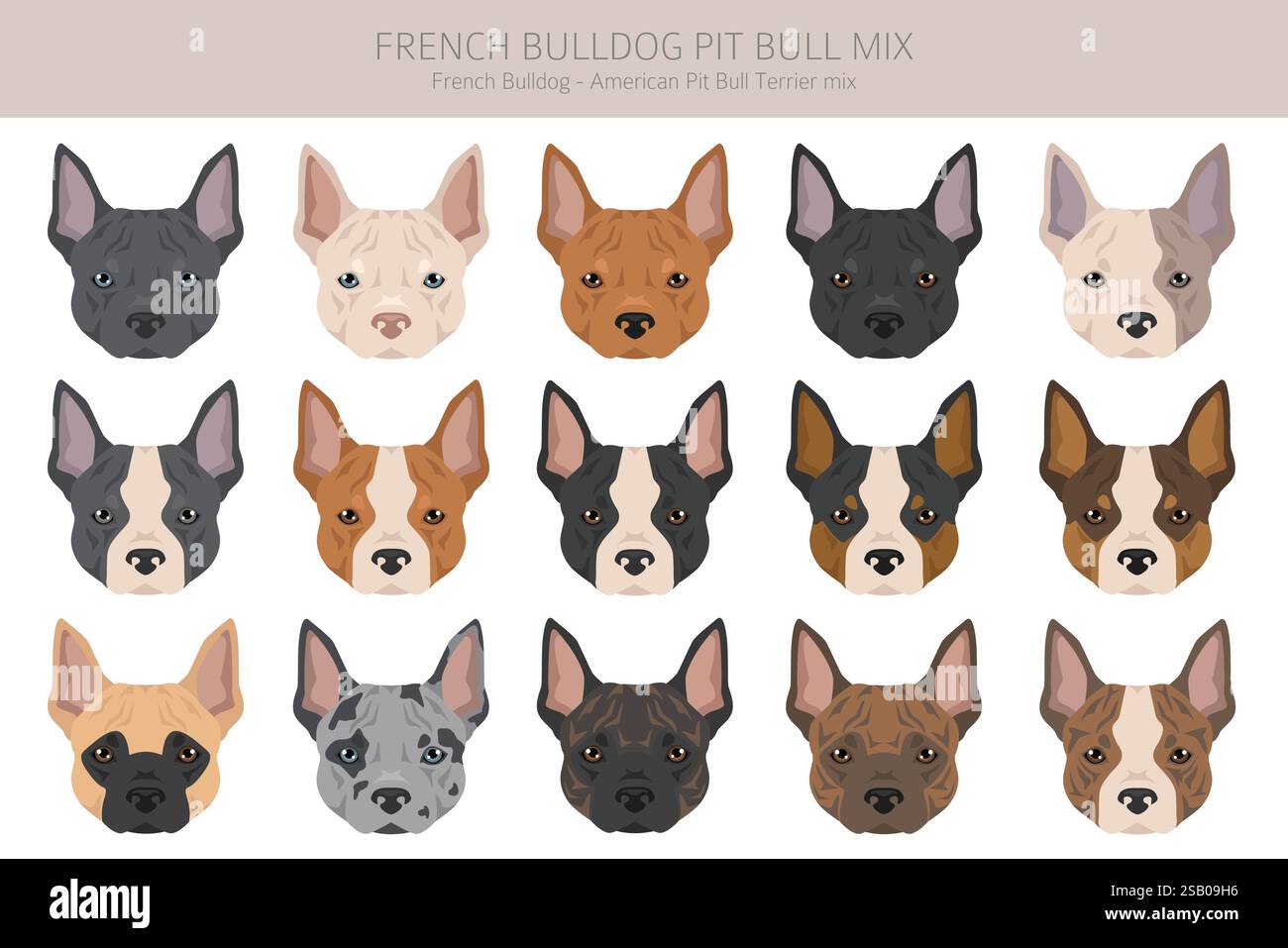 French Bulldog Pitbull mix clipart. French Bulldog - Pit bull terrier ...
