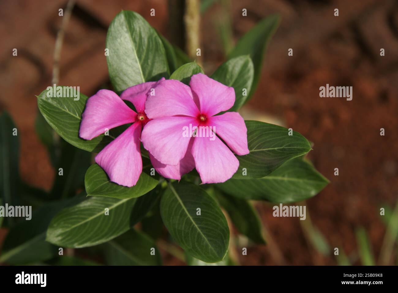 Ayurvedic medicinal plant, Scientific name catharanthus roseus (l) g ...