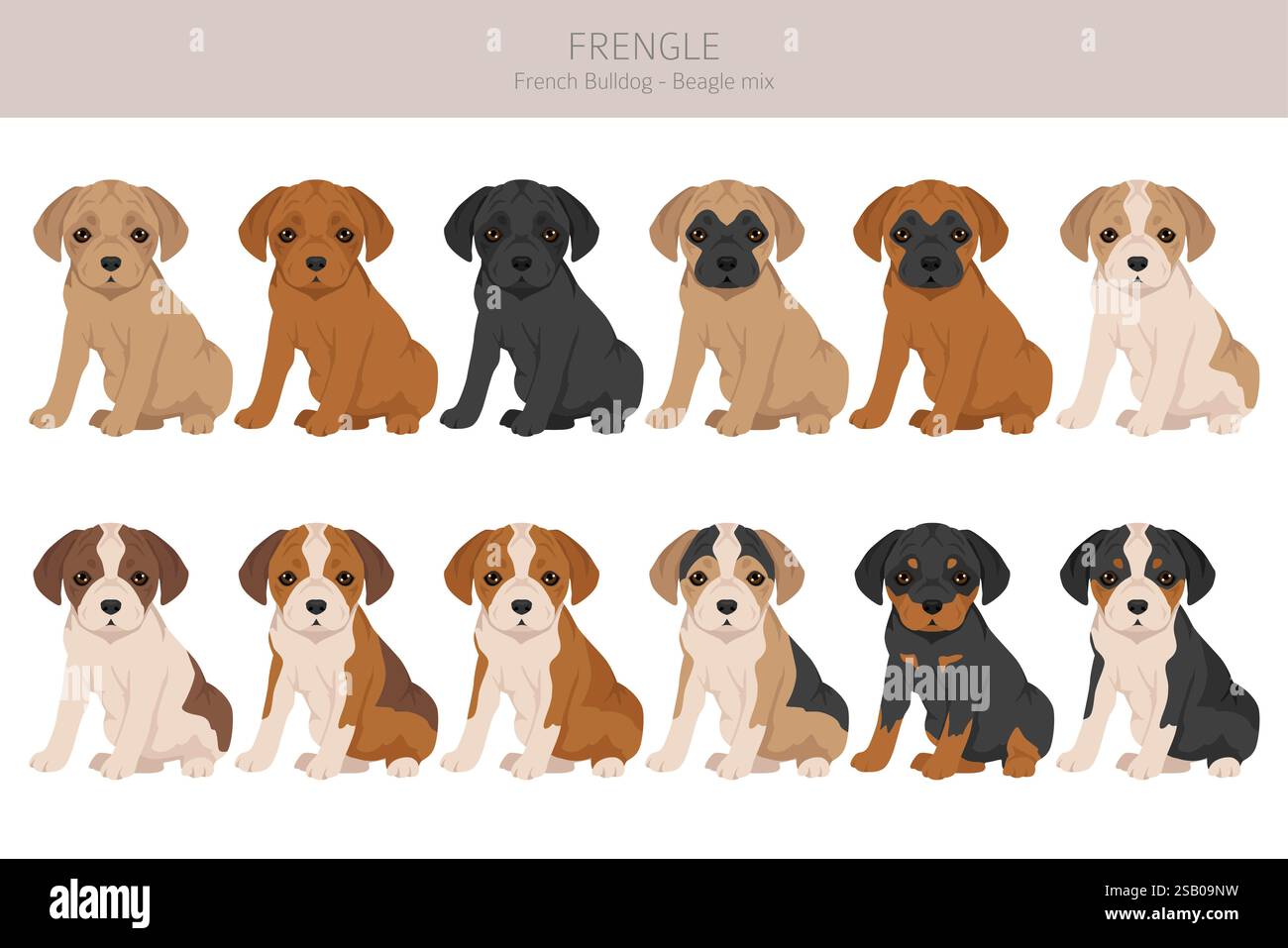 Frengle clipart. French Bulldog - Beagle mix. All possible coat colors ...