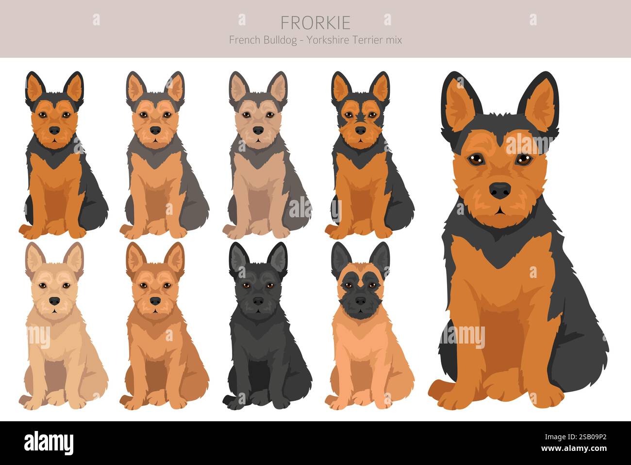 Frorkie clipart. French Bulldog - Yorkshire Terrier mix. All possible ...