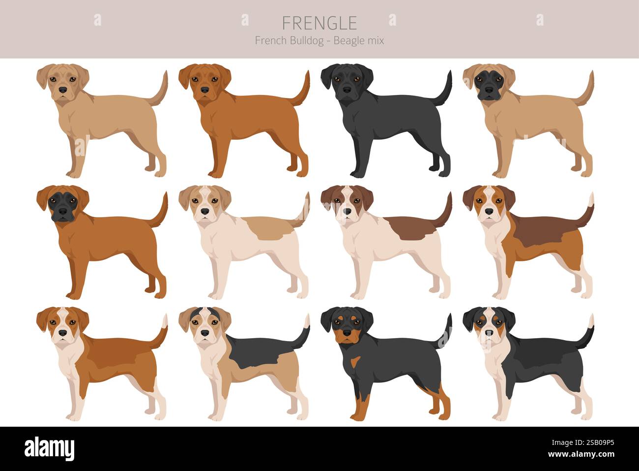 Frengle clipart. French Bulldog - Beagle mix. All possible coat colors ...