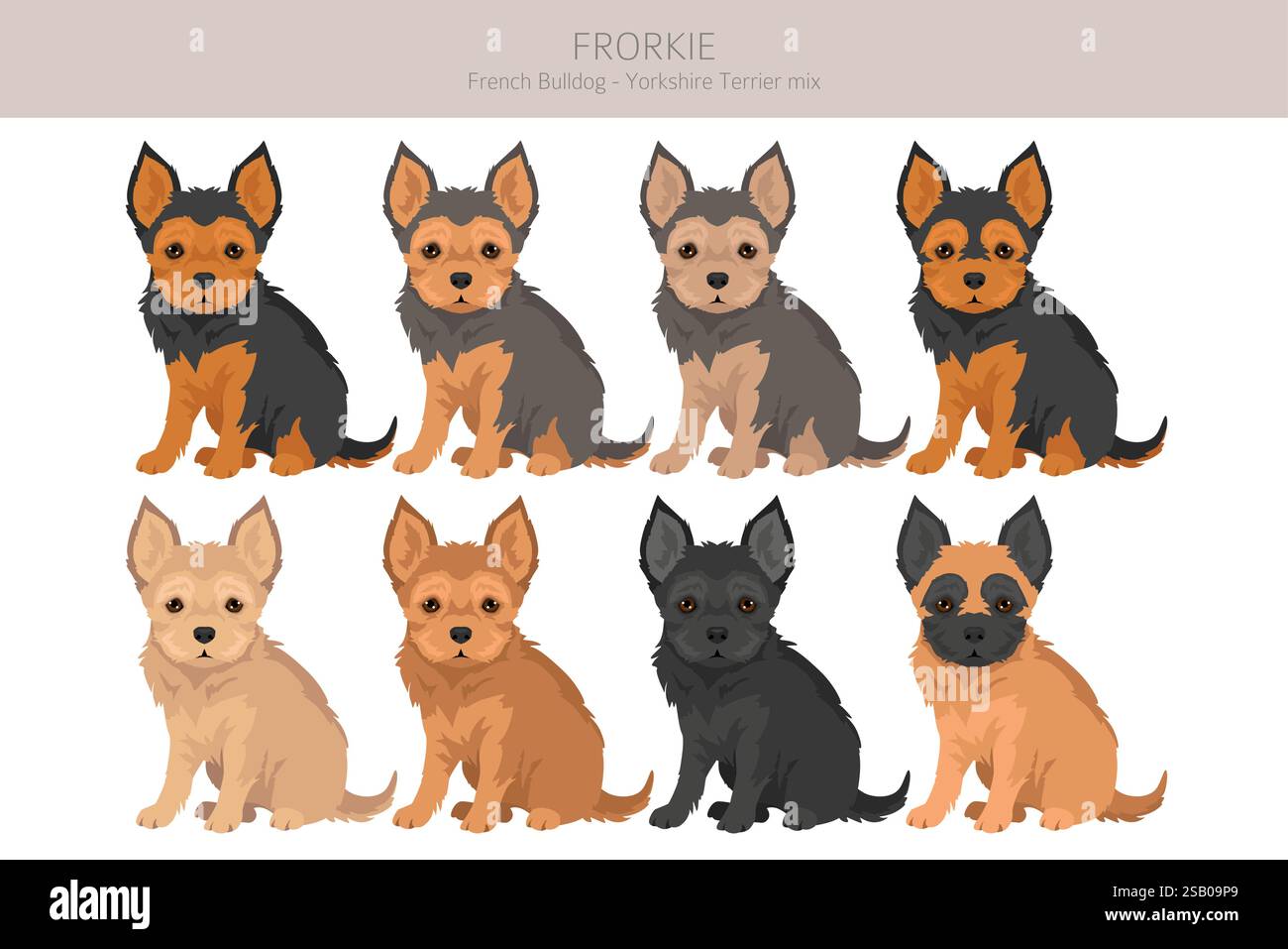 Frorkie clipart. French Bulldog - Yorkshire Terrier mix. All possible ...