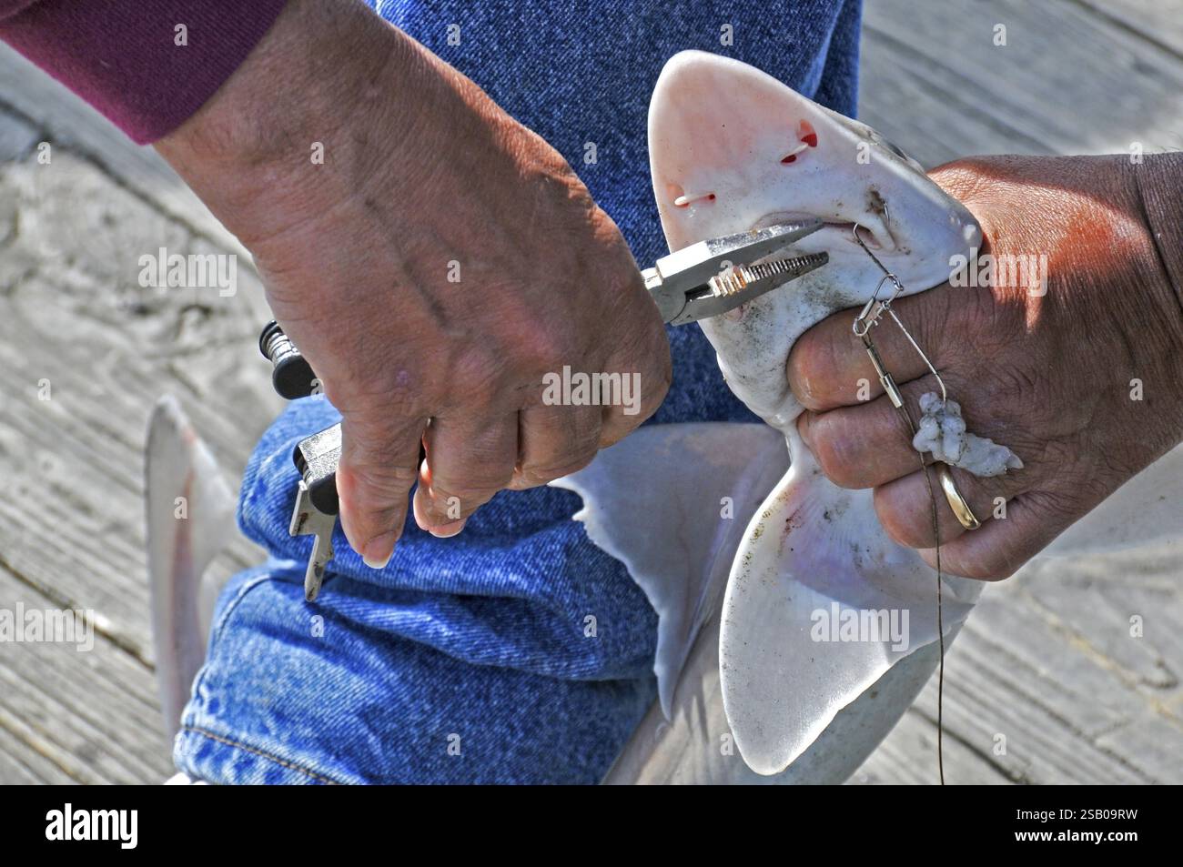 A fisherman removing the hook from a sharks mouth Stock Photo - Alamy