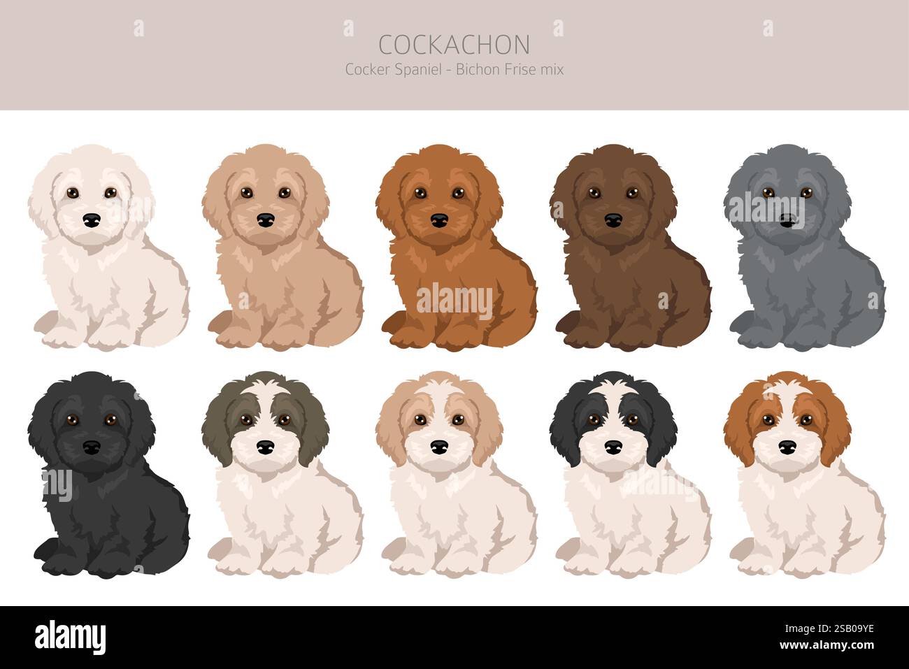 Cockachon clipart. Cocker Spaniel Bichon Frise mix. Different coat ...