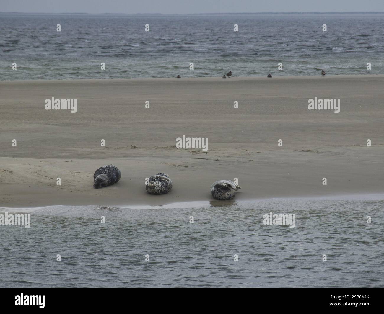 Three seals resting next to each other on a windy stretch of beach ...