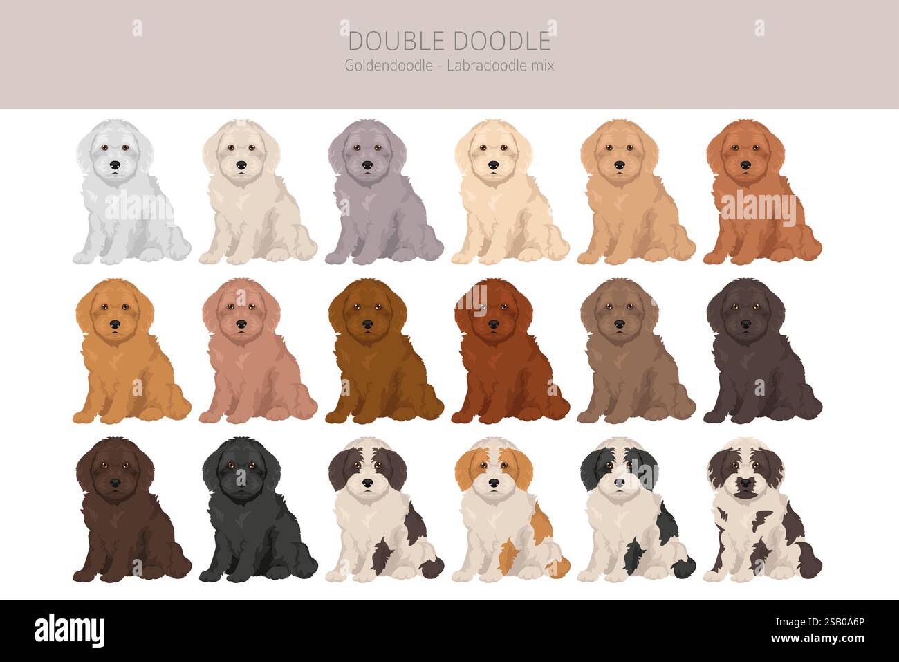 Double Doodle clipart. Labradoodle - Goldendoodle mix. Different coat ...