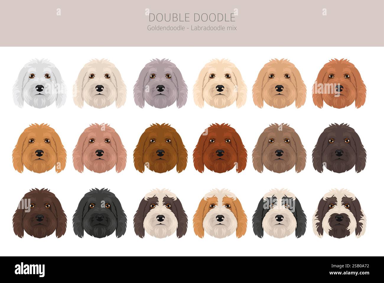 Double Doodle clipart. Labradoodle - Goldendoodle mix. Different coat ...