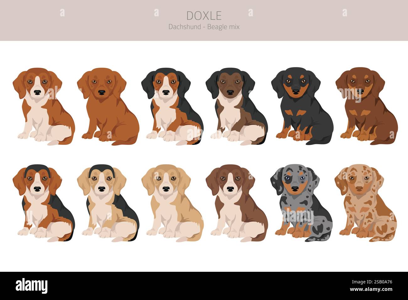 Doxle clipart. Dachshund - Beagle mix. Different coat colors set ...