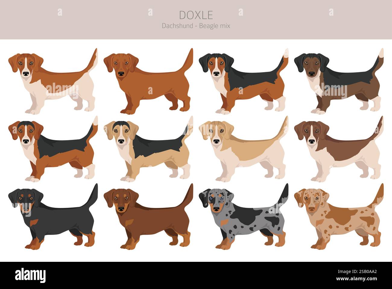 Doxle clipart. Dachshund - Beagle mix. Different coat colors set ...
