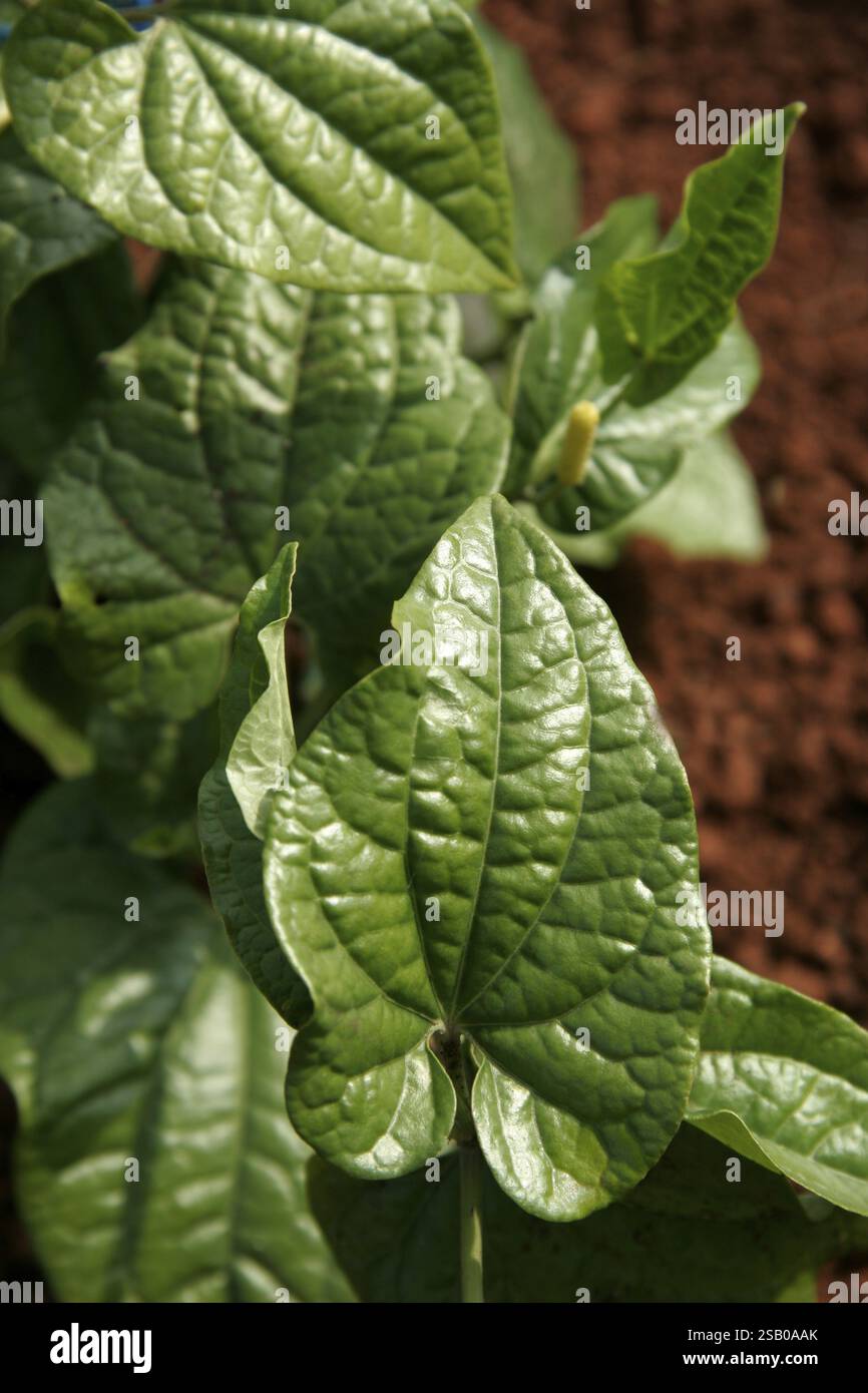 Ayurvedic medicinal plant, Scientific name: piper longum, English name ...