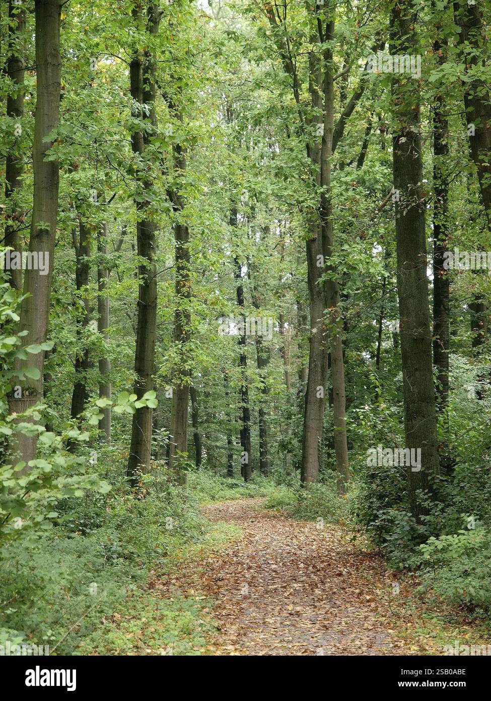 Forest path leads through a green, tree-lined forest, Velen ...