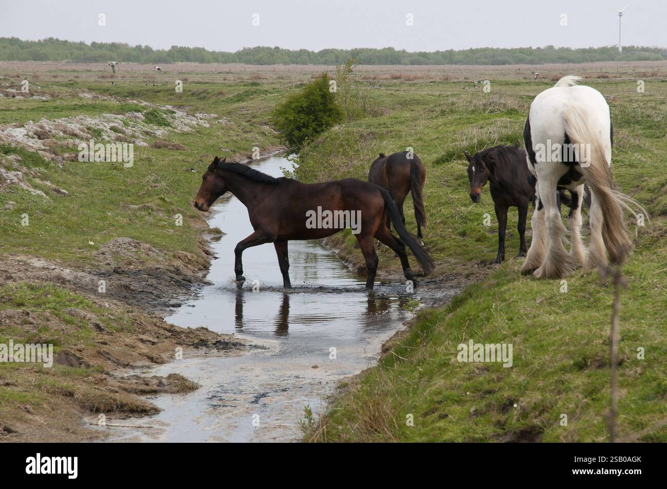 Three horses move freely on a green pasture, one horse crosses a stream ...