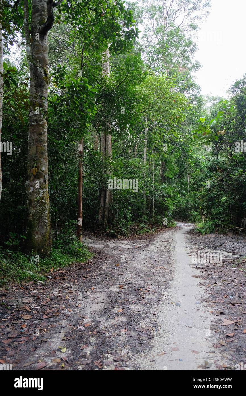 Walking path in the Kanagarian Rumbio Forbidden Forest, Kampar Regency ...