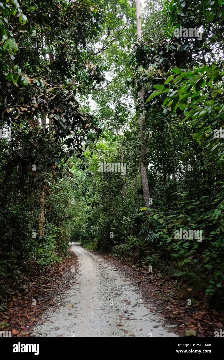 Walking path in the Kanagarian Rumbio Forbidden Forest, Kampar Regency ...