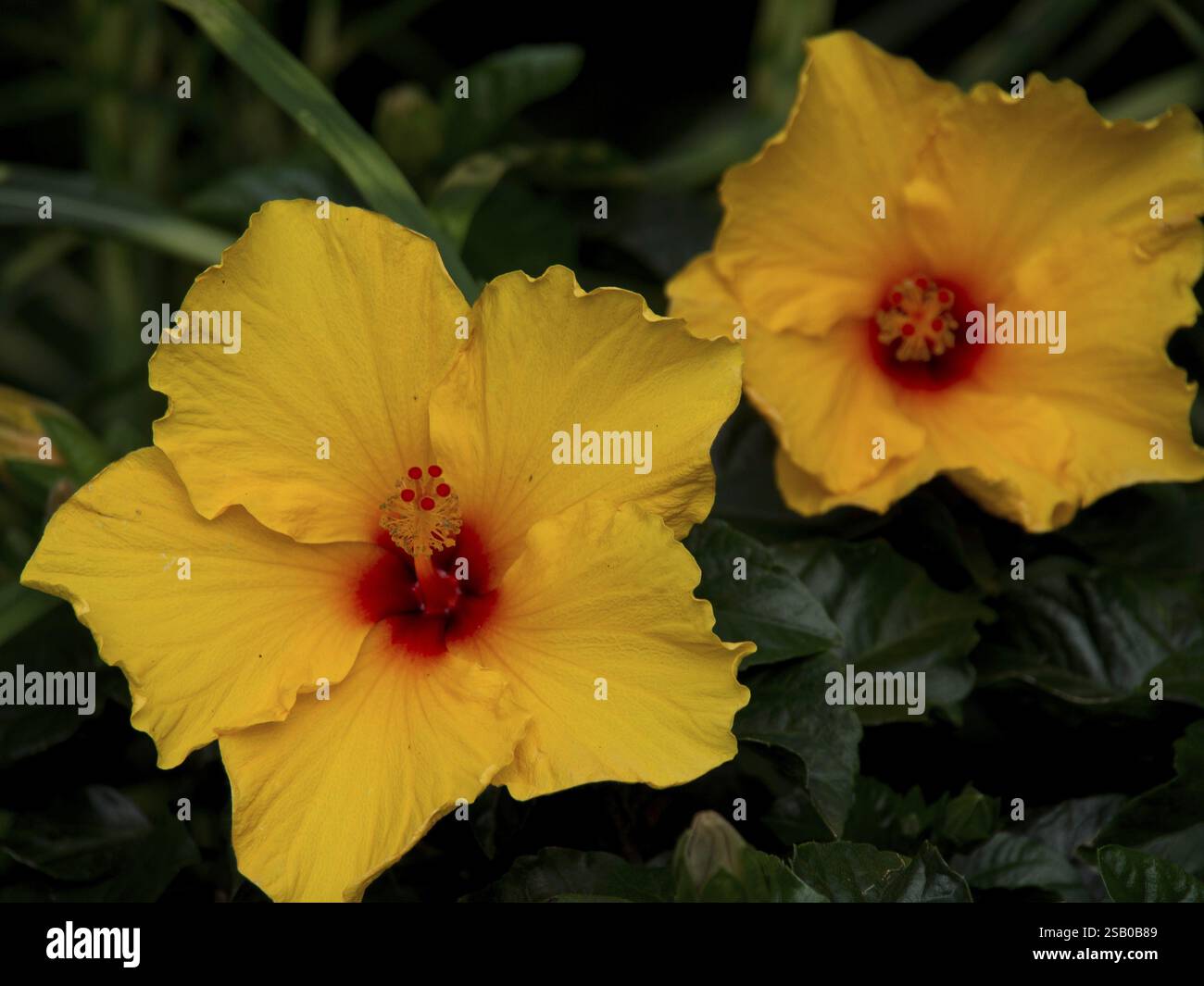 Two yellow hibiscus flowers with red centre, Velen, muensterland ...