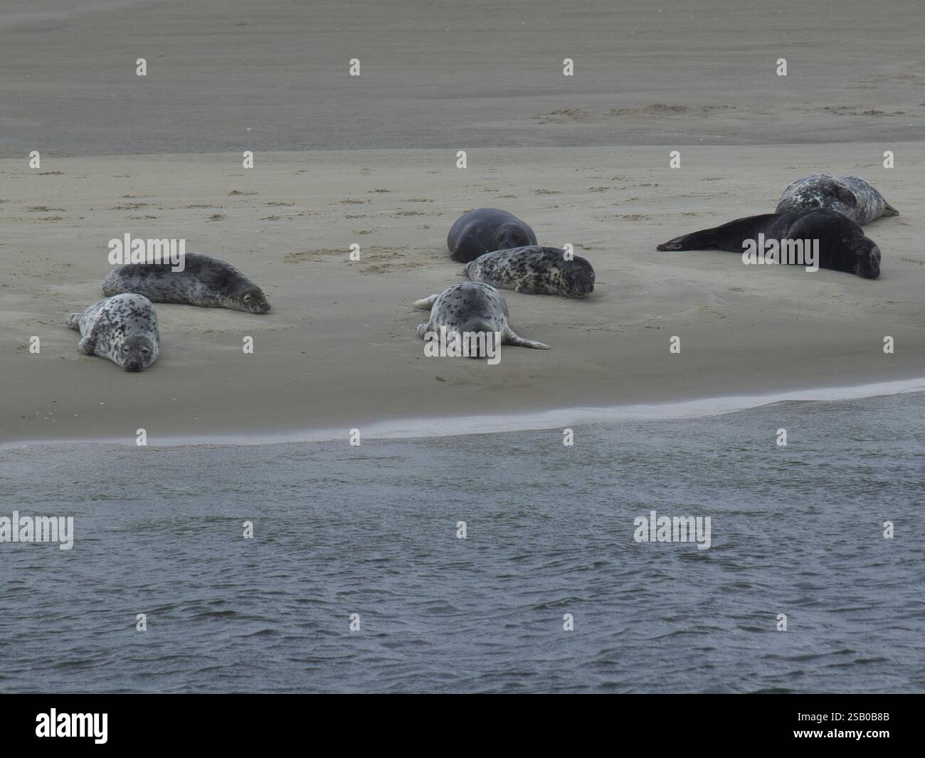 Seals relaxing near the shoreline of a beach, Borkum, north sea ...
