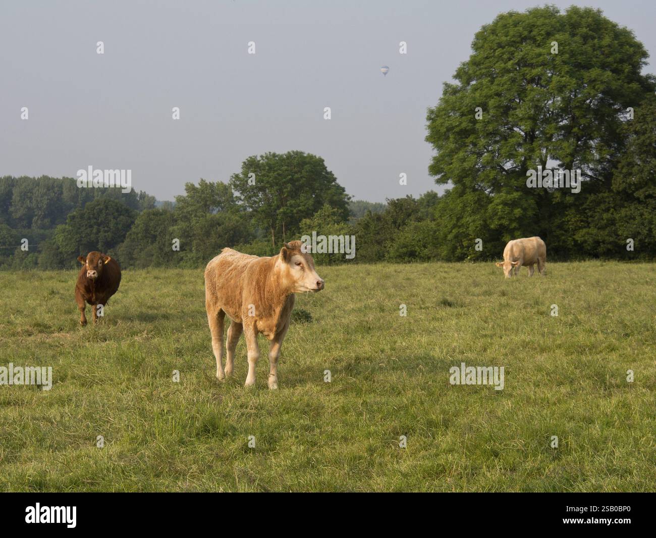 Three cattle grazing on a green meadow under a tree, Billerbeck ...