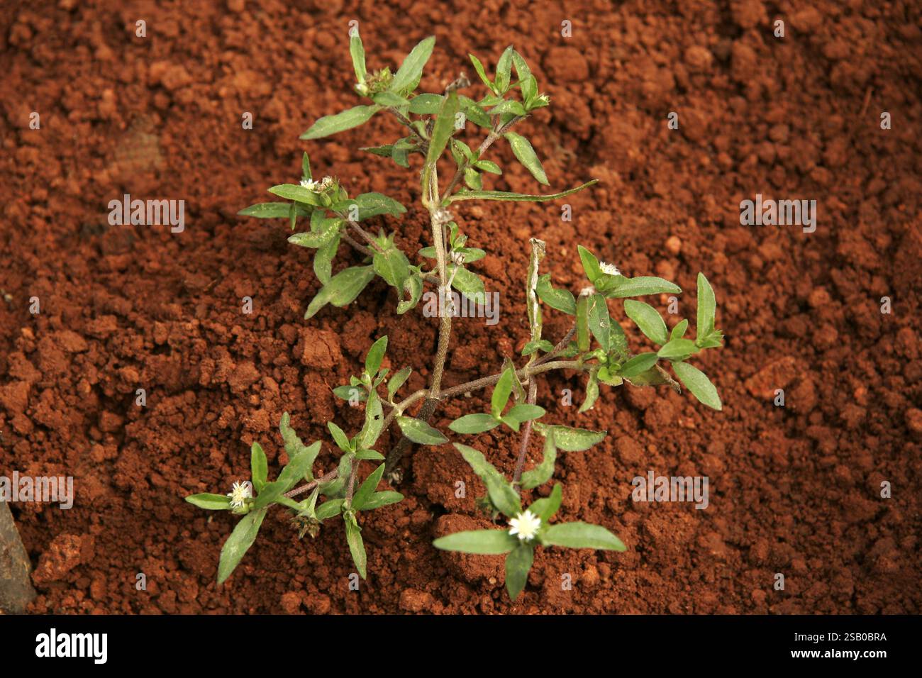 Ayurvedic medicinal plant, Marathi name 'maka' Stock Photo - Alamy