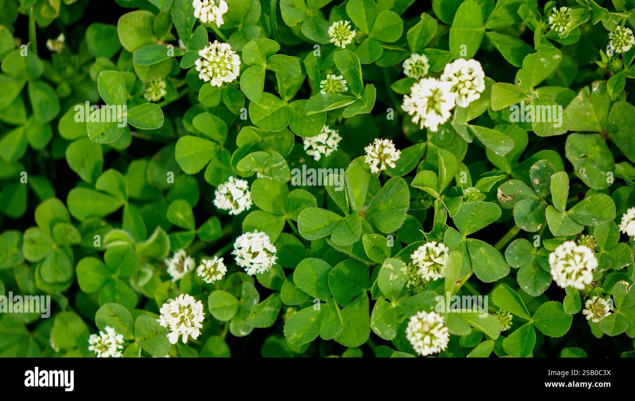 green clover field top view Stock Photo - Alamy