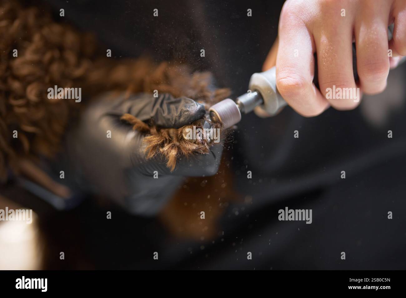 Grooming process for a dog’s paw with nail trimming tool in action ...