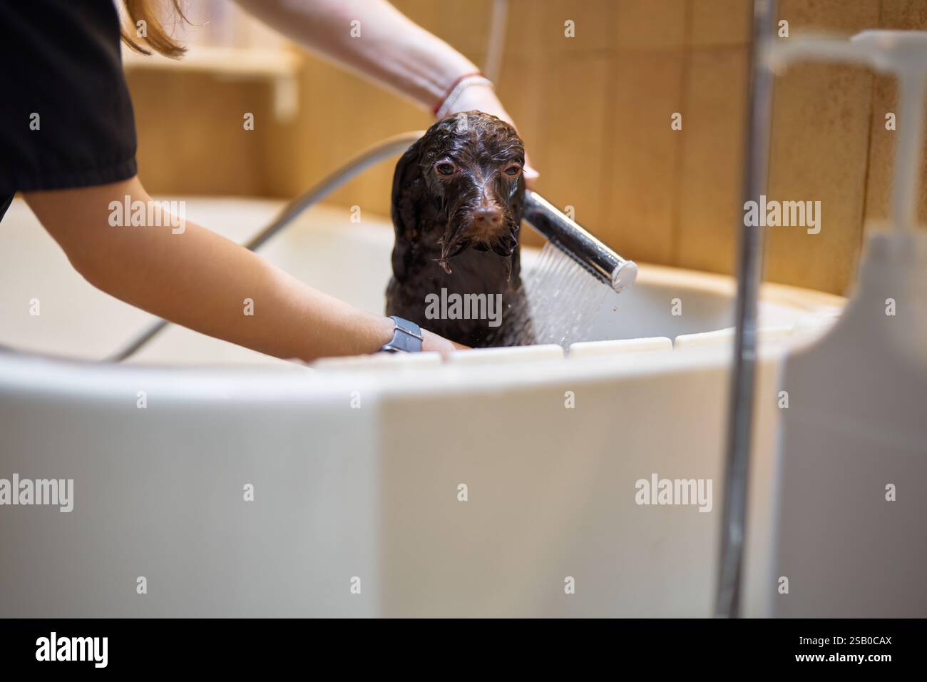 Pet grooming bath time in hi-res stock photography and images - Alamy