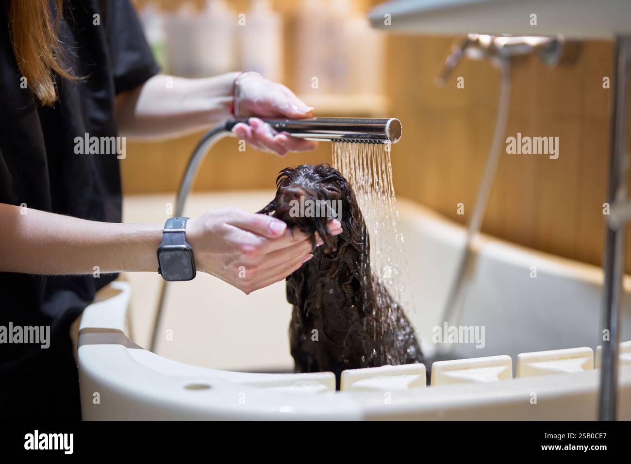 Dog bath experience in a grooming salon at midday Stock Photo - Alamy
